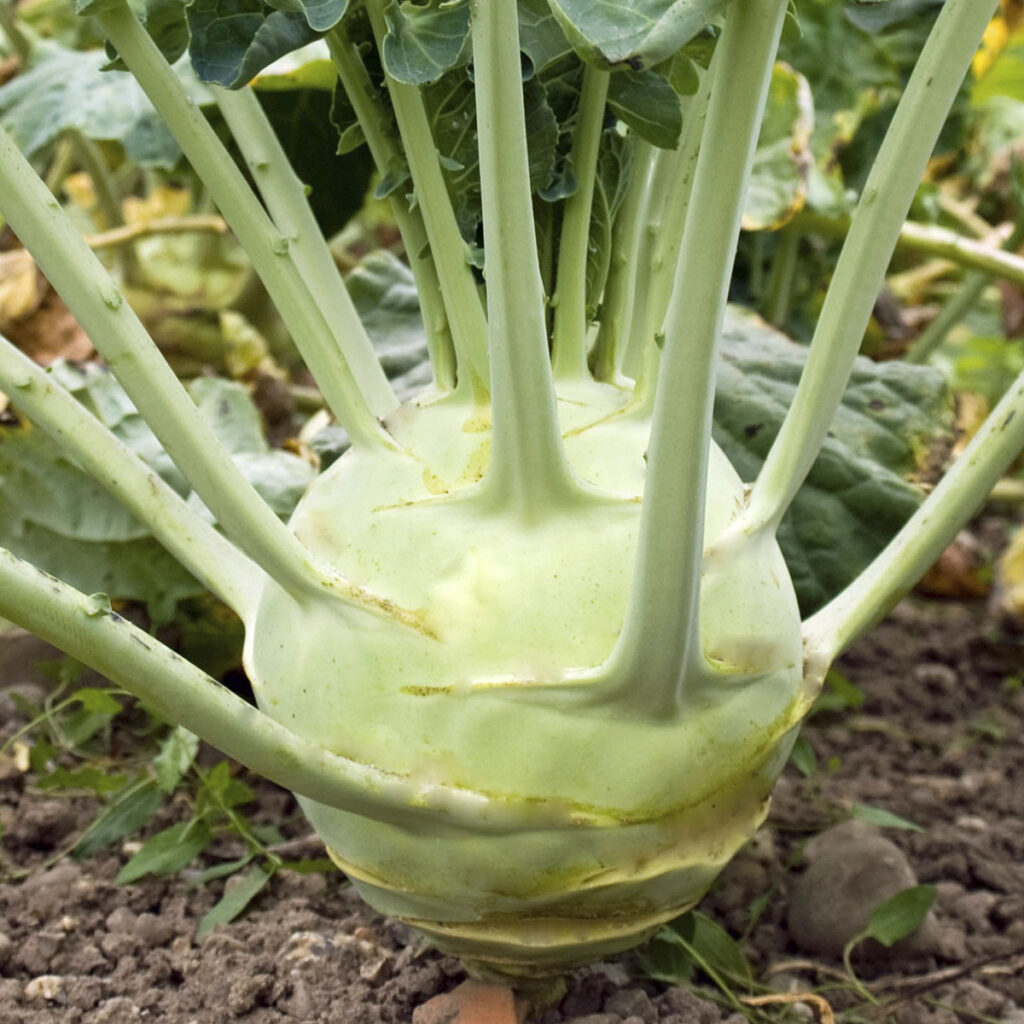 Chou Rave Superschmeltz - BIO - Terraseme