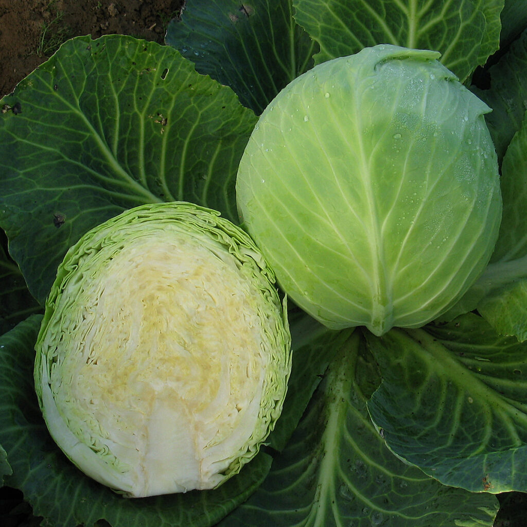 Légumes Feuilles - Terraseme
