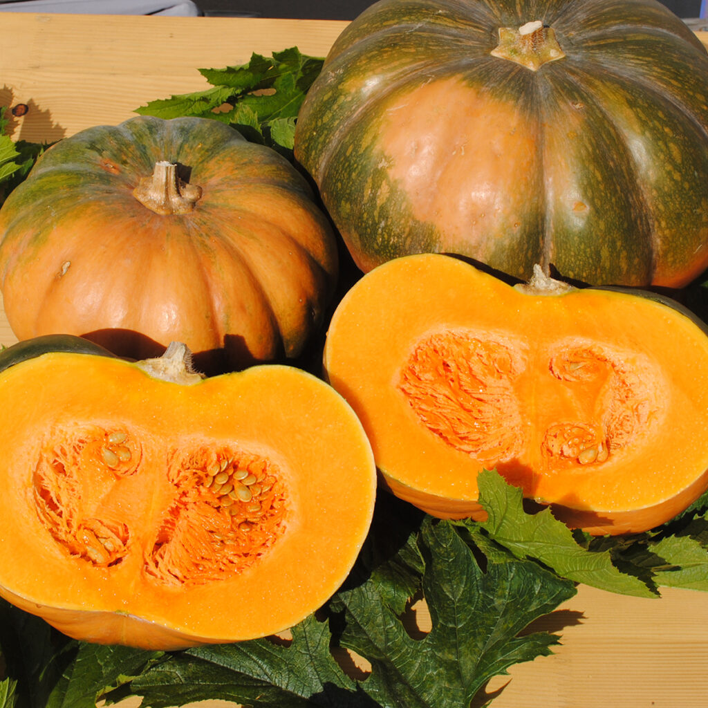 Courge Musquée de Provence - BIO - Terraseme