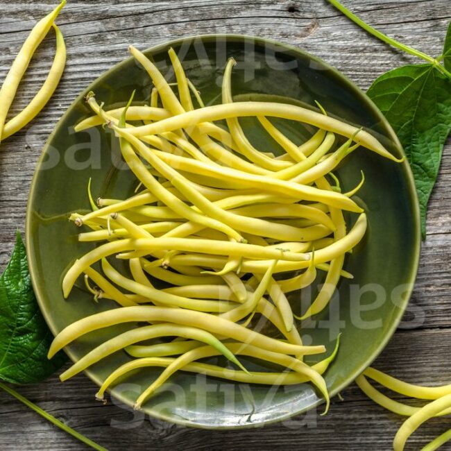 Haricot nain Beurre Creso - BIO - Terraseme