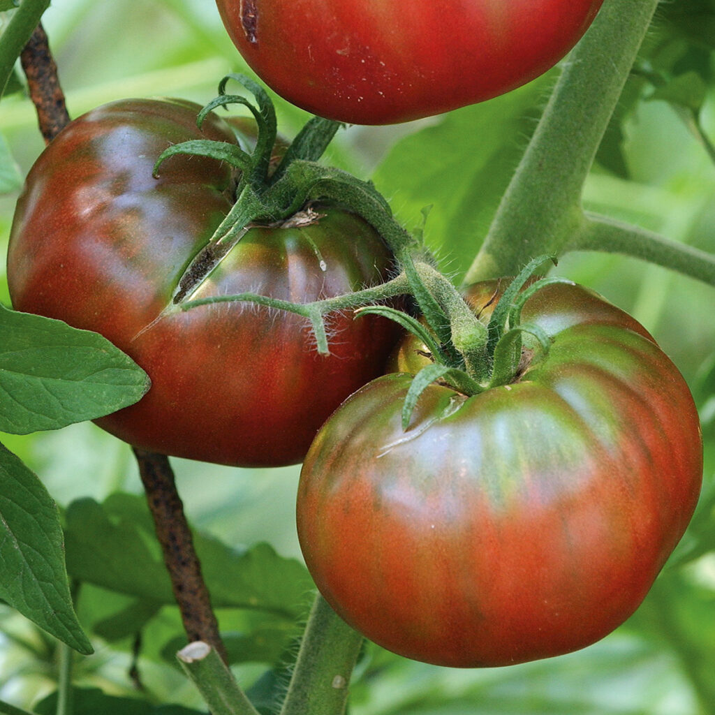 Tomate Noire de Crimée - BIO - Terraseme