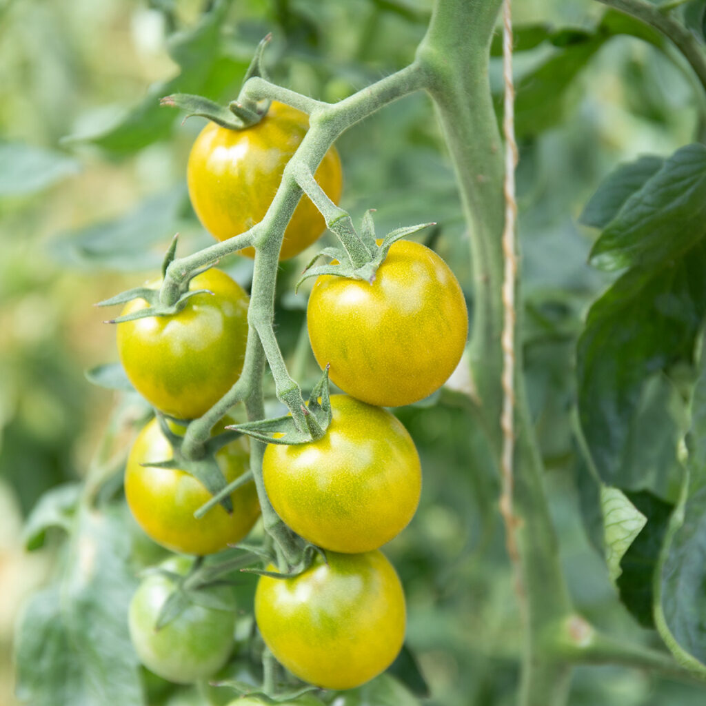 Tomate Green Grape - BIO - Terraseme