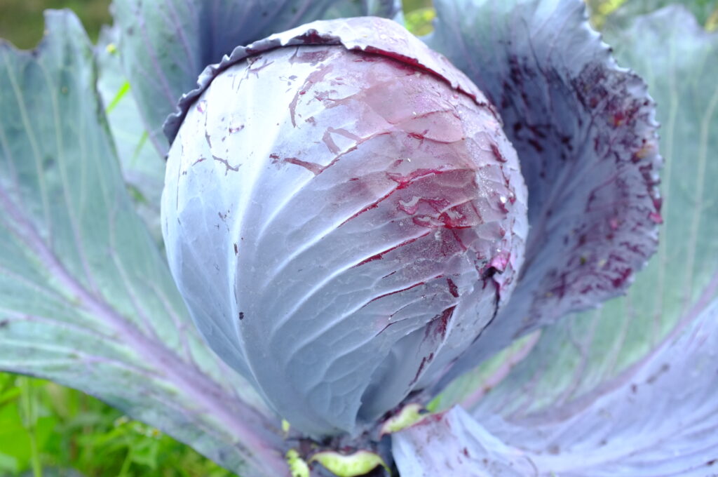 Chou rouge Rodynda - BIO - Terraseme