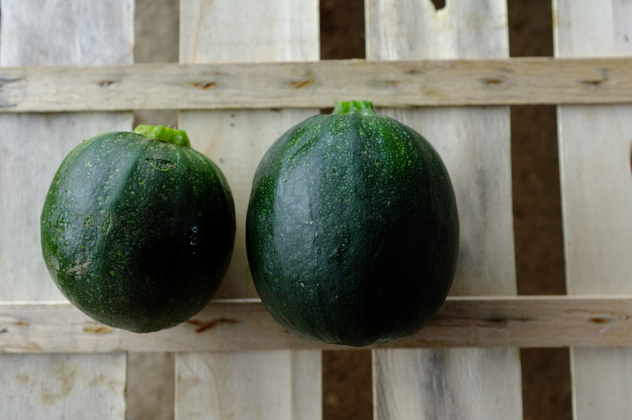 Courgette Ronde de Nice - BIO - Terraseme