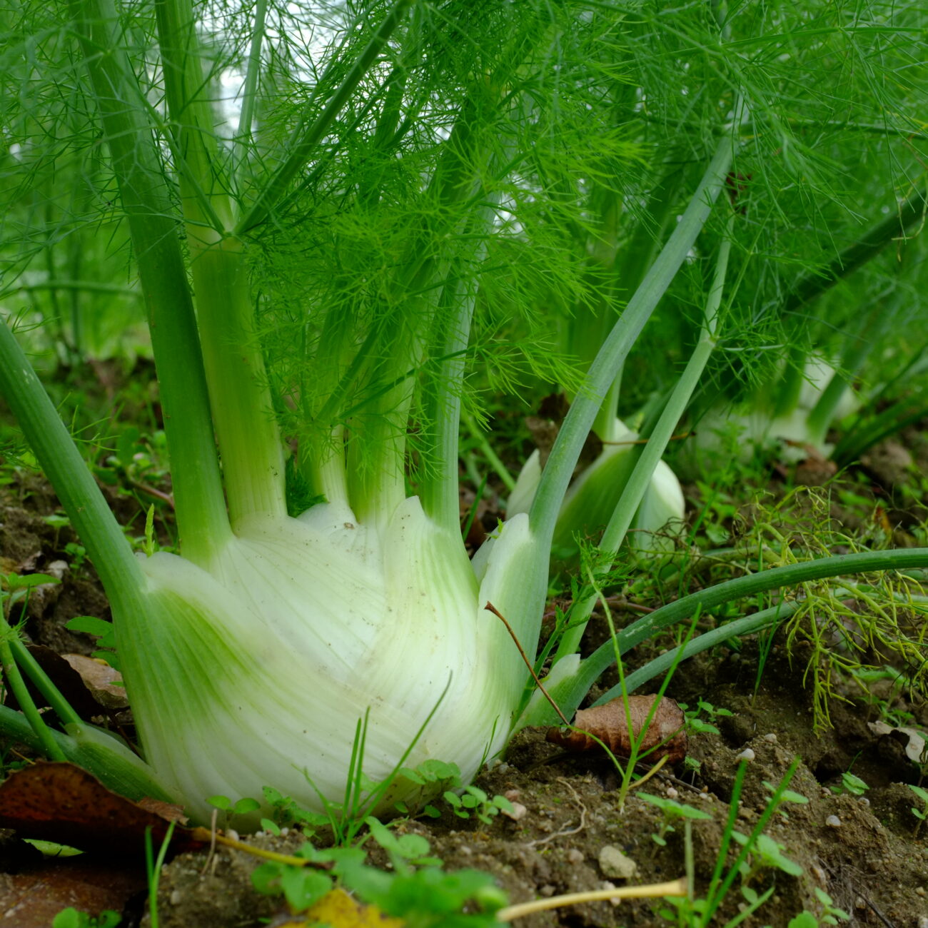 Archives des 1 g - Terraseme