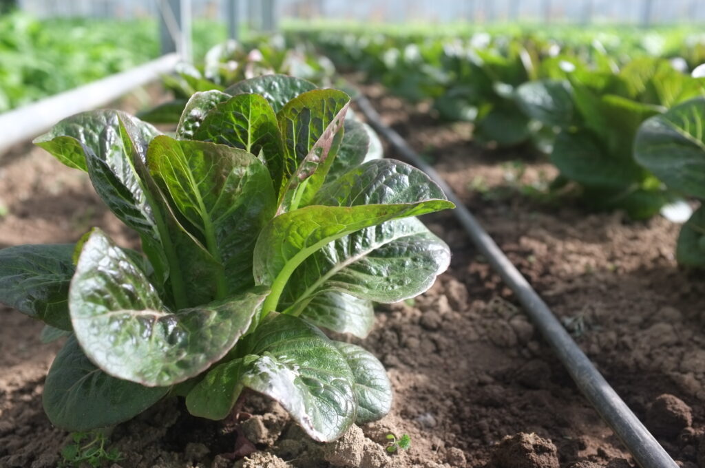 Laitue Mini-Romaine Ovired - BIO - Terraseme